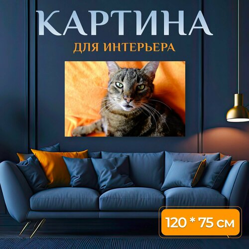 Картина на холсте "Кошка, кот, выразительные" на подрамнике 120х75 см. для интерьера