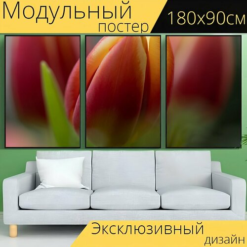 Модульный постер "Тюльпан, цветок, цветущий" 180 x 90 см. для интерьера