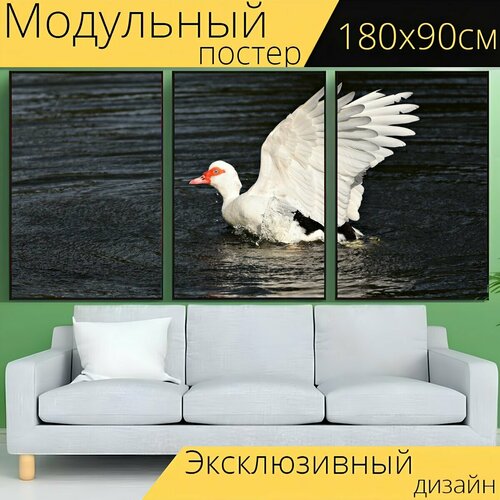Модульный постер "Мускусная утка, водоплавающая птица, крыло" 180 x 90 см. для интерьера