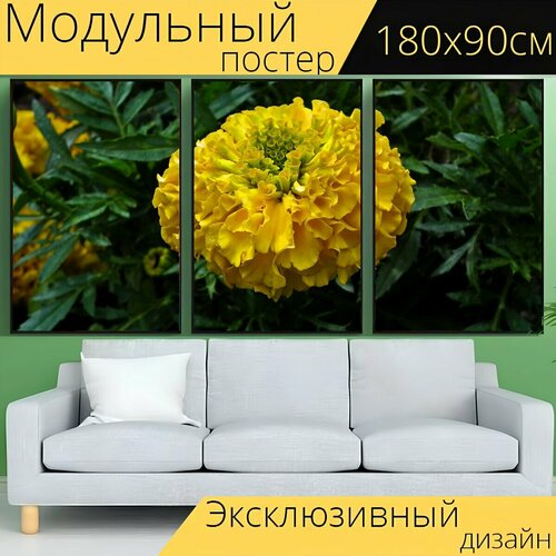 Модульный постер "Бархатцы, цветок, желтый" 180 x 90 см. для интерьера