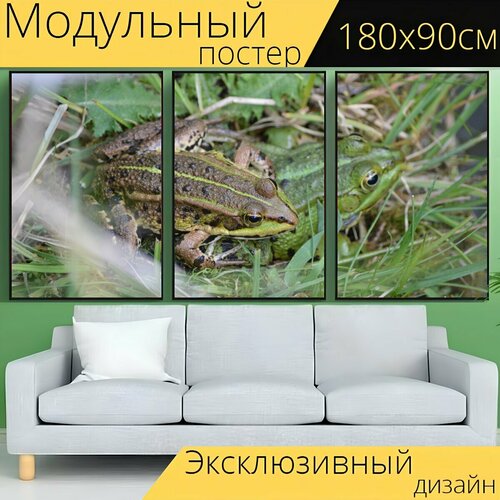 Модульный постер "Лягушки, трава, животные" 180 x 90 см. для интерьера