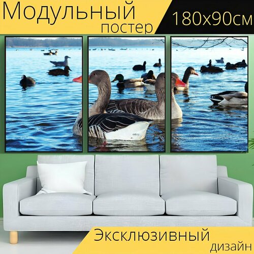 Модульный постер "Гусь серый гусь, водоплавающие птицы, пара" 180 x 90 см. для интерьера