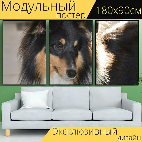 Модульный постер "Собака, шетландских овчарок, портрет собаки" 180 x 90 см. для интерьера