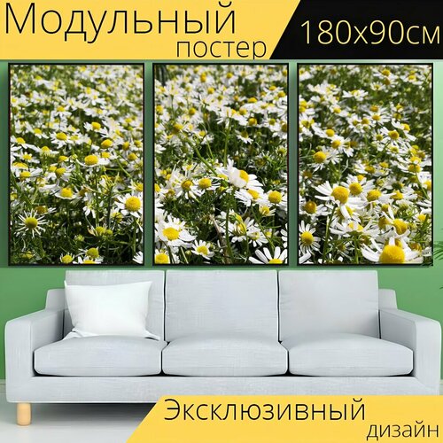Модульный постер "Ромашка, цветы, цветок" 180 x 90 см. для интерьера