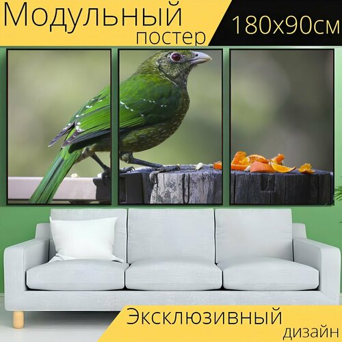 Модульный постер "Животное, птичий, птица" 180 x 90 см. для интерьера