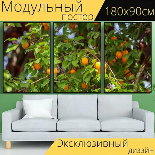 Модульный постер "Сливовый оранжевый, фрукты, завод" 180 x 90 см. для интерьера