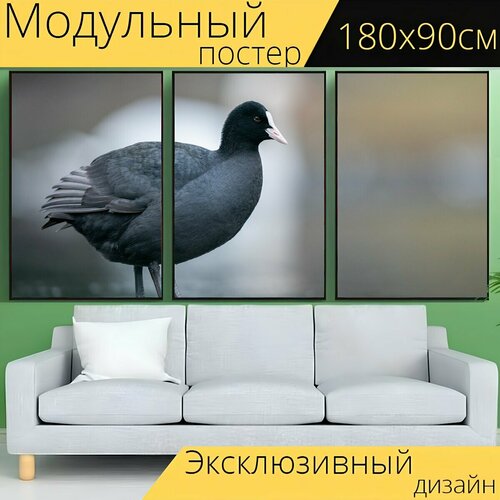 Модульный постер "Лысуха, фулика атра, птица" 180 x 90 см. для интерьера