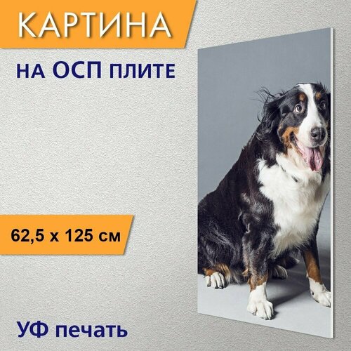 Вертикальная картина на ОСП "Животное, собака, бернский зенненхунд" 62x125 см. для интерьериа