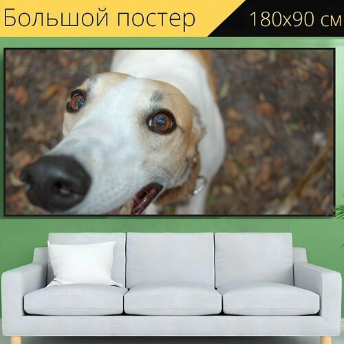 Большой постер "Борзая, отставной гоночная собака, счастливая собака" 180 x 90 см. для интерьера