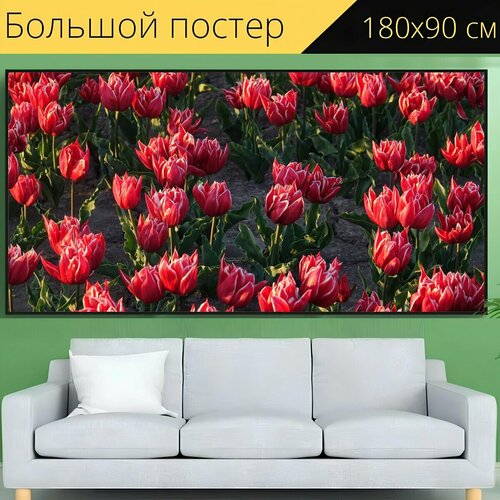 Большой постер "Тюльпаны, поле тюльпанов, красный" 180 x 90 см. для интерьера
