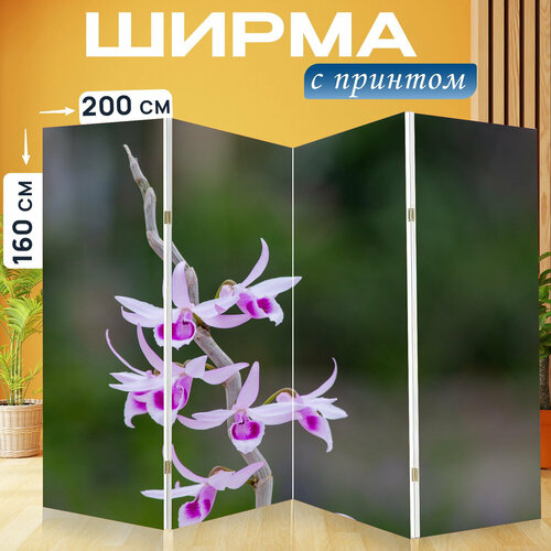 Ширма перегородка с принтом "Орхидея, цветок, сад" на холсте - 200x160 см. для зонирования, раскладная