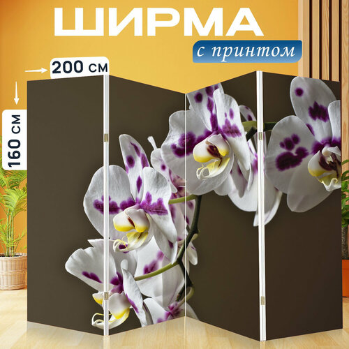 Ширма перегородка с принтом "Орхидея, фаленопсис, цвести" на холсте - 200x160 см. для зонирования, раскладная