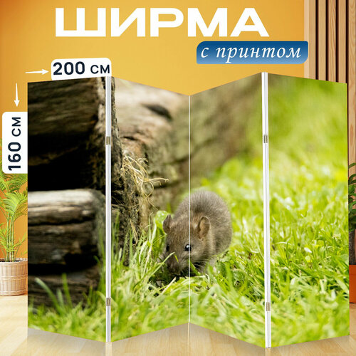 Ширма перегородка с принтом "Крыса, мышь, грызун" на холсте - 200x160 см. для зонирования, раскладная