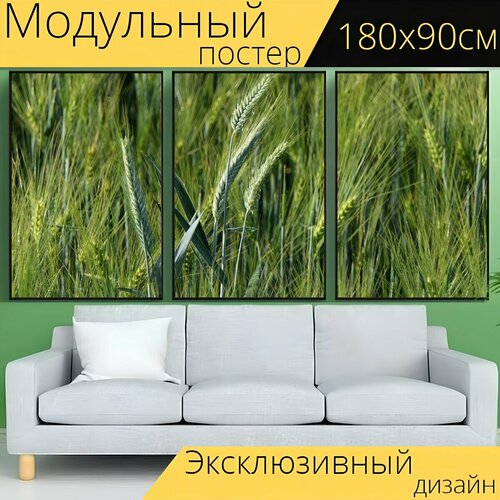 Модульный постер "Кукурузное поле, зерновое поле, шип" 180 x 90 см. для интерьера