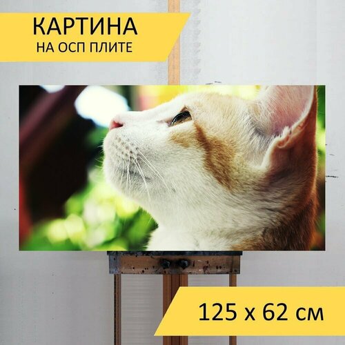 Картина на ОСП 125х62 см. "Кошка, глаза, животное" горизонтальная, для интерьера, с креплениями