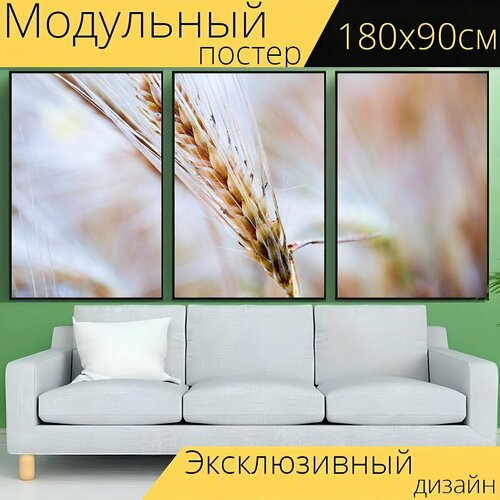 Модульный постер "Пшеница, поле, еда" 180 x 90 см. для интерьера