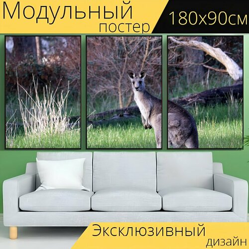 Модульный постер "Кенгуру, дикое животное, австралийский" 180 x 90 см. для интерьера