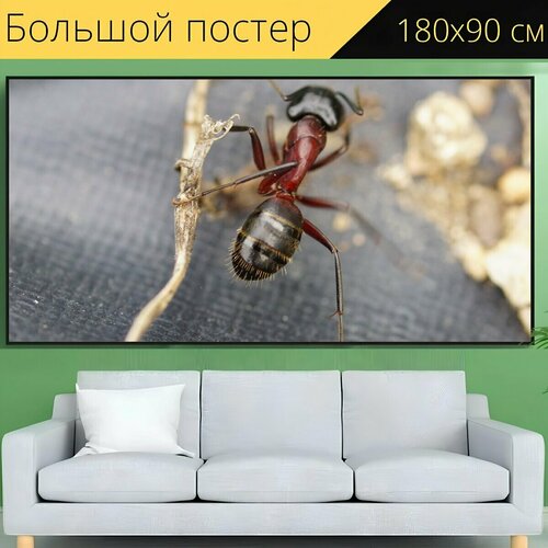 Большой постер "Природа, насекомое, муравей" 180 x 90 см. для интерьера