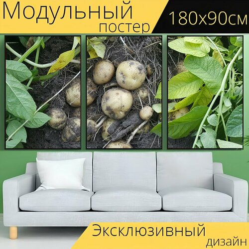 Модульный постер "Картошка, поле, уборка урожая" 180 x 90 см. для интерьера