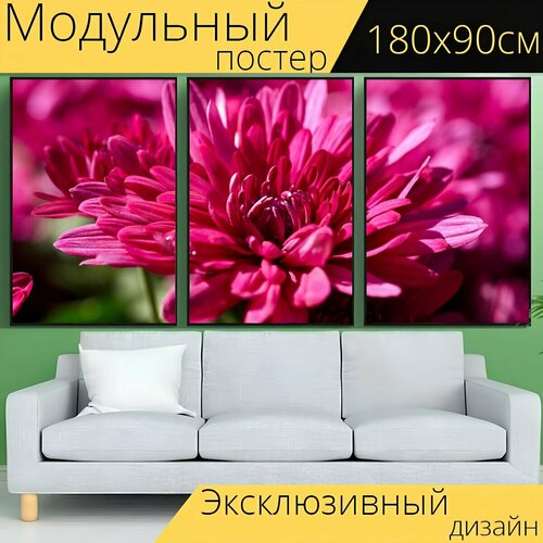 Модульный постер "Естественный, хризантема, цветок" 180 x 90 см. для интерьера