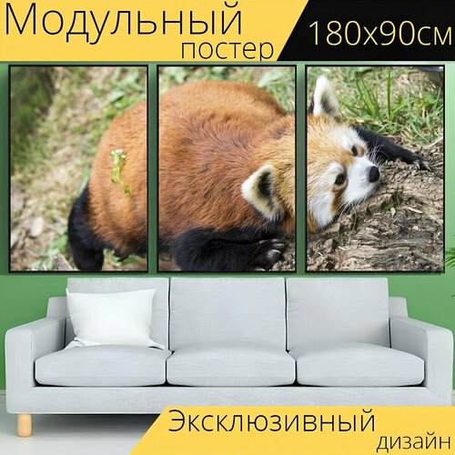 Модульный постер "Красная панда, панда, ленивый" 180 x 90 см. для интерьера