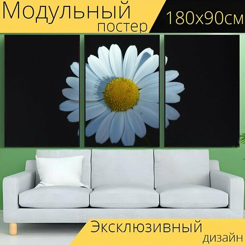 Модульный постер "Маргарита, цветок, весна" 180 x 90 см. для интерьера