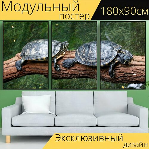 Модульный постер "Черепахи, оболочка, зоопарк" 180 x 90 см. для интерьера
