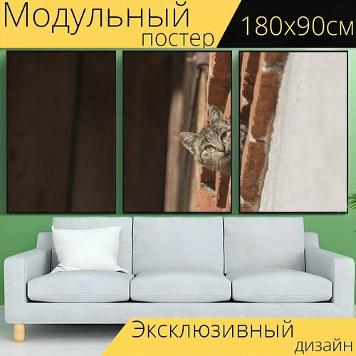 Модульный постер "Кот, ферма кот, любопытный" 180 x 90 см. для интерьера