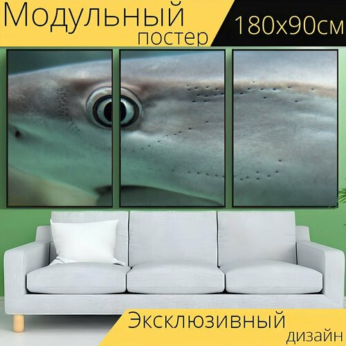 Модульный постер "Акула, смотреть, рыба" 180 x 90 см. для интерьера