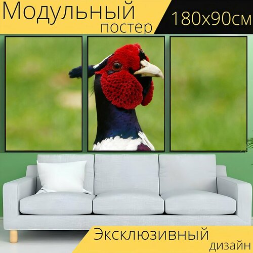 Модульный постер "Фазан, птица, животное" 180 x 90 см. для интерьера