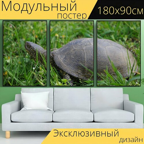 Модульный постер "Черепаха, живая природа, животные" 180 x 90 см. для интерьера