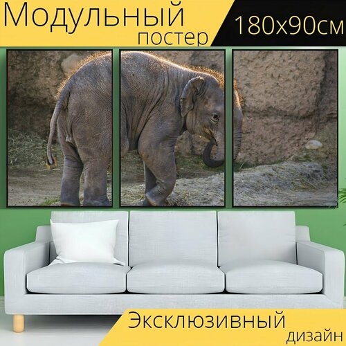 Модульный постер "Слон, зоопарк, животное" 180 x 90 см. для интерьера