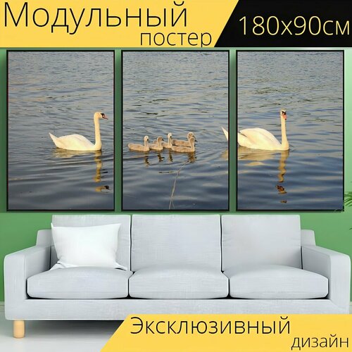 Модульный постер "Лебеди, семья, река" 180 x 90 см. для интерьера