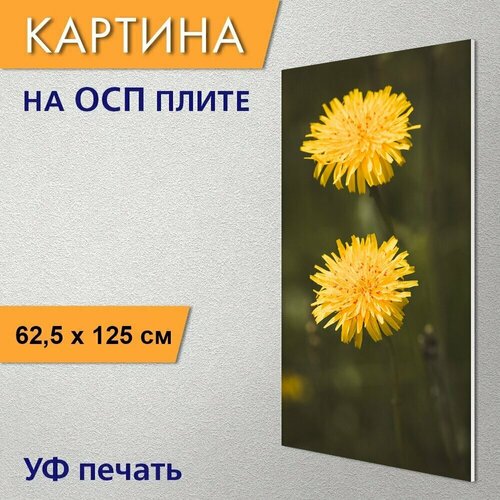 Вертикальная картина на ОСП "Одуванчик, расцветает, цветки одуванчика" 62x125 см. для интерьериа