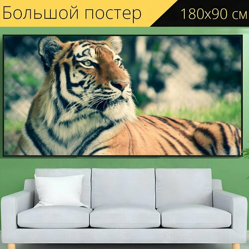 Большой постер "Тигр, животное, дикая природа" 180 x 90 см. для интерьера