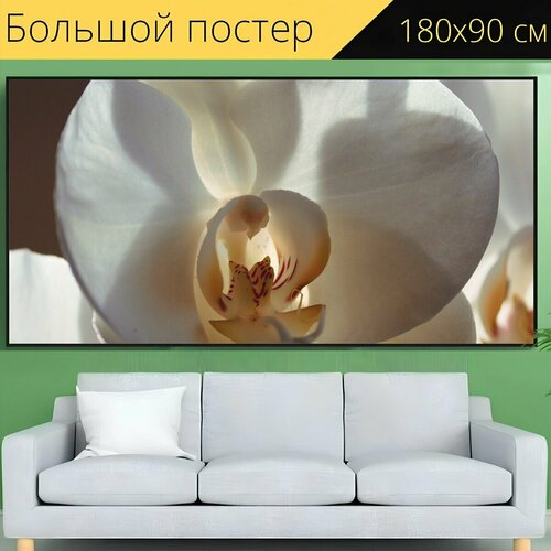 Большой постер "Цветок, орхидея, декоративное растение" 180 x 90 см. для интерьера
