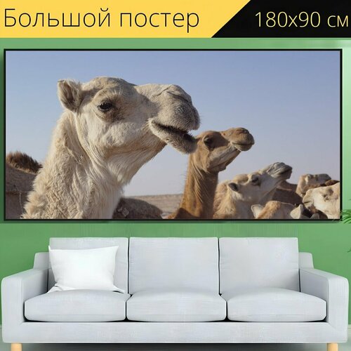 Большой постер "Верблюд, дикий, животное" 180 x 90 см. для интерьера