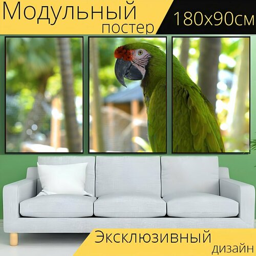 Модульный постер "Попугай, природа, животное" 180 x 90 см. для интерьера
