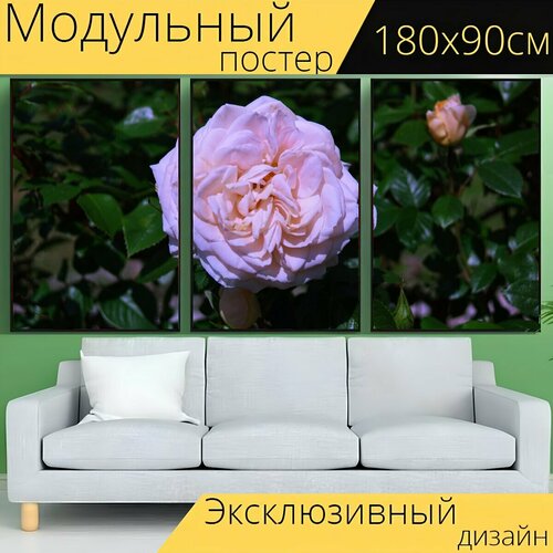 Модульный постер "Цвести, роза, сад" 180 x 90 см. для интерьера