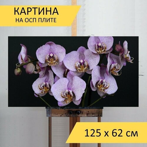 Картина на ОСП 125х62 см. "Орхидеи, цветок, цвести" горизонтальная, для интерьера, с креплениями