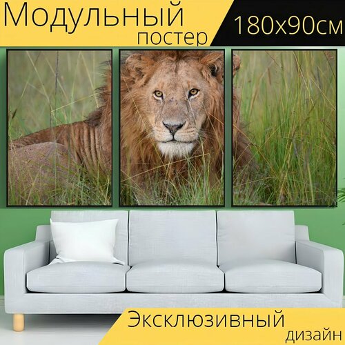 Модульный постер "Лев, дикой природы, природа" 180 x 90 см. для интерьера