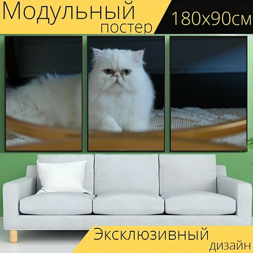 Модульный постер "Персидский, кошка, котенок" 180 x 90 см. для интерьера