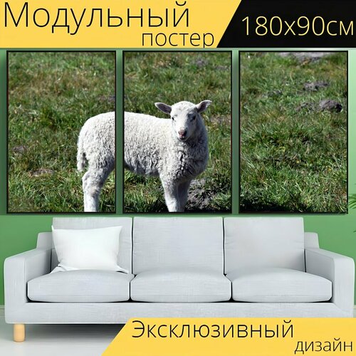 Модульный постер "Ягненок, овец, белый" 180 x 90 см. для интерьера