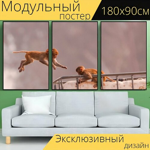 Модульный постер "Обезьяны, молодые обезьяны, играющий" 180 x 90 см. для интерьера