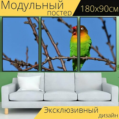 Модульный постер "Попугаи, птица, попугай" 180 x 90 см. для интерьера