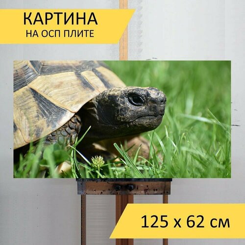 Картина на ОСП 125х62 см. "Черепаха, греческая черепаха, рептилия" горизонтальная, для интерьера, с креплениями