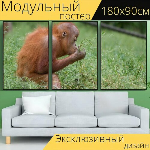 Модульный постер "Обезьяна, орангутанг, природа" 180 x 90 см. для интерьера