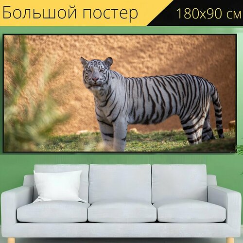 Большой постер "Белый тигр, животное, зоопарк" 180 x 90 см. для интерьера