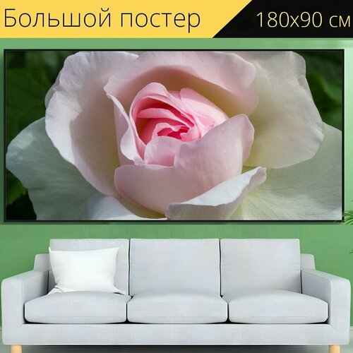 Большой постер "Роза, цвести, белый" 180 x 90 см. для интерьера