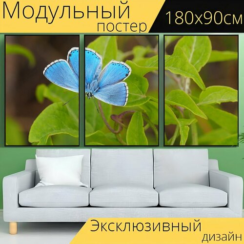 Модульный постер "Природа, бабочка, лист" 180 x 90 см. для интерьера